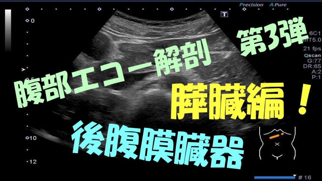 腹部エコー胆嚢・胆管解剖は？血管や胆管の走行は？ もんたの情報発信部